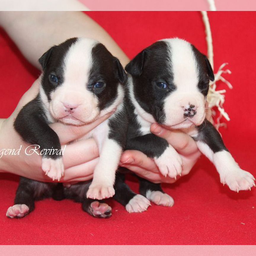 Американский стаффордширский терьер, щенок