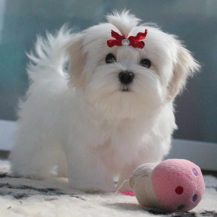 Мальтийская болонка, щенок