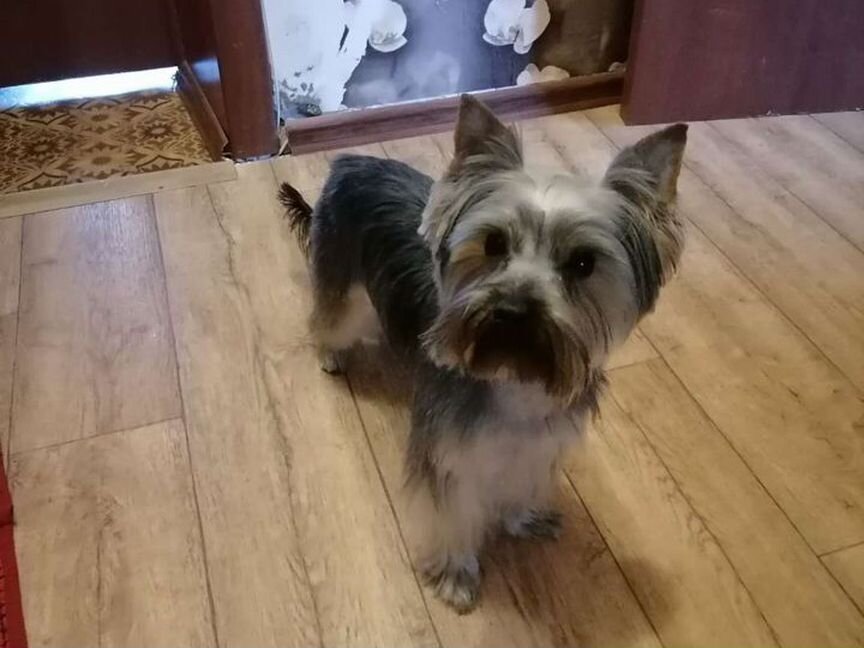 Йоркширский терьер, мужичок Микки ищет подружку