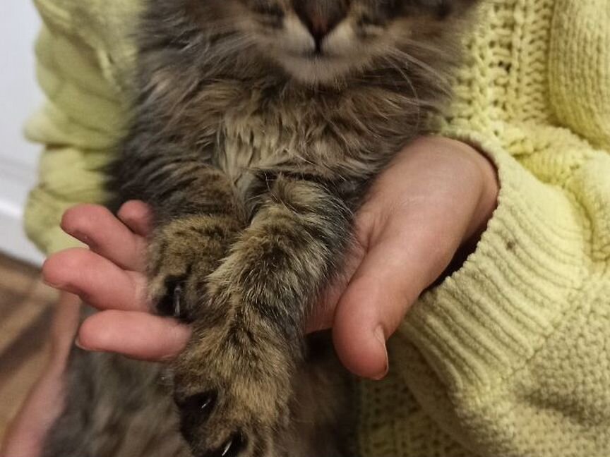 Котята