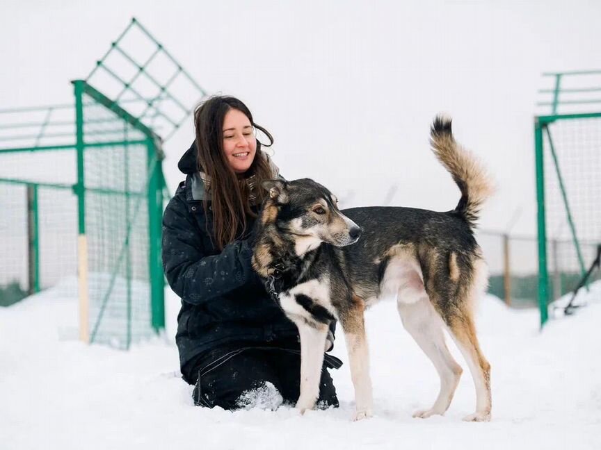 Собака Вульф из приюта бесплатно