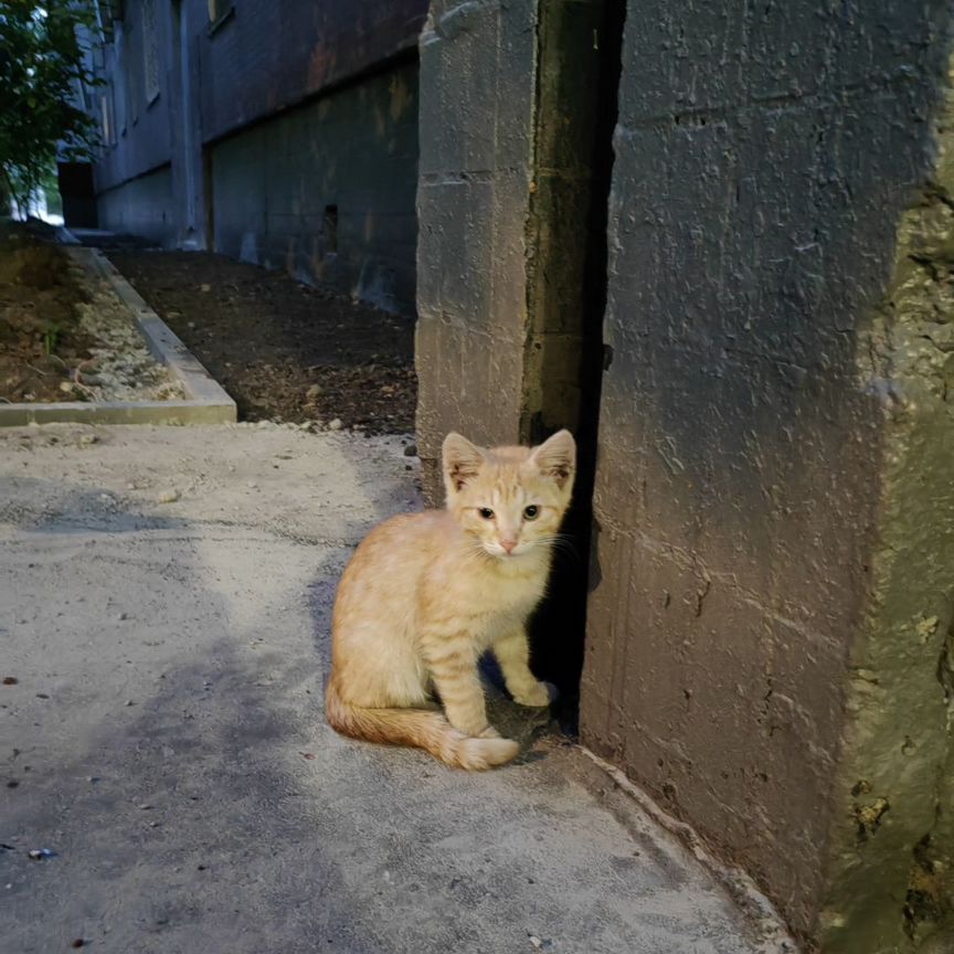 Спасите котенка 3 месяца