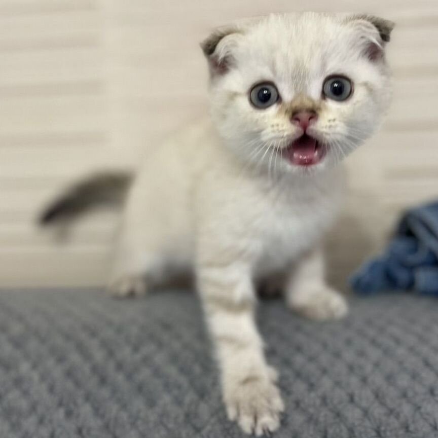 Домашние животные котята