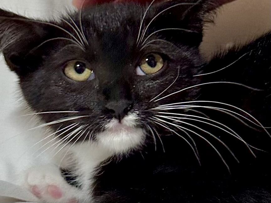Кошка котенок черно-белая с губами в добрые руки