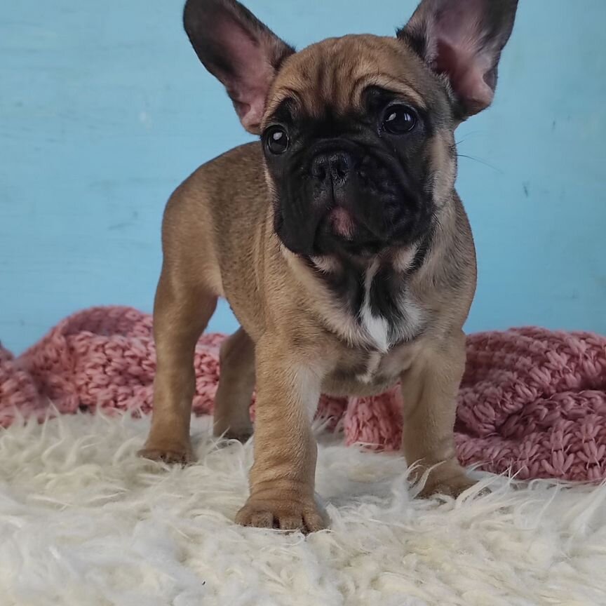 Французский бульдог голубой ген