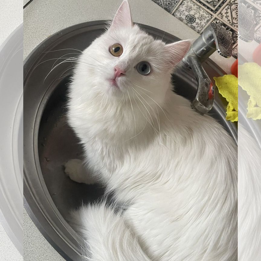 Котята турецкая аногра