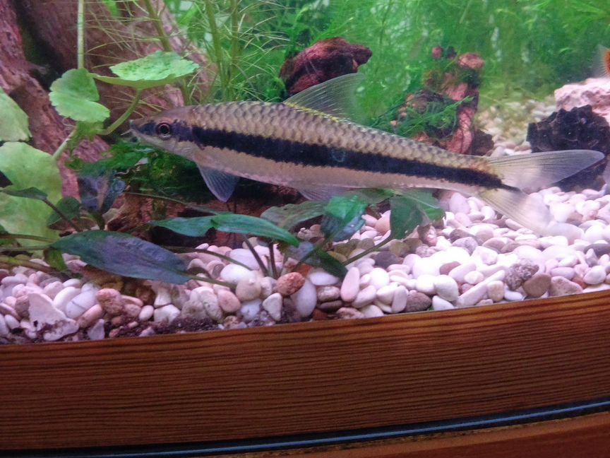 Сиамский водорослеед