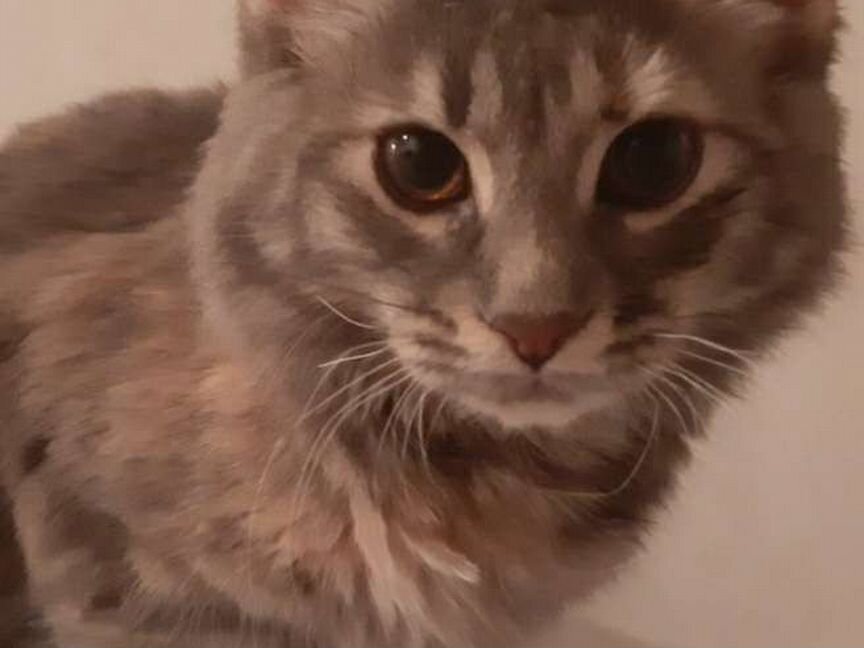 Кошка в дар