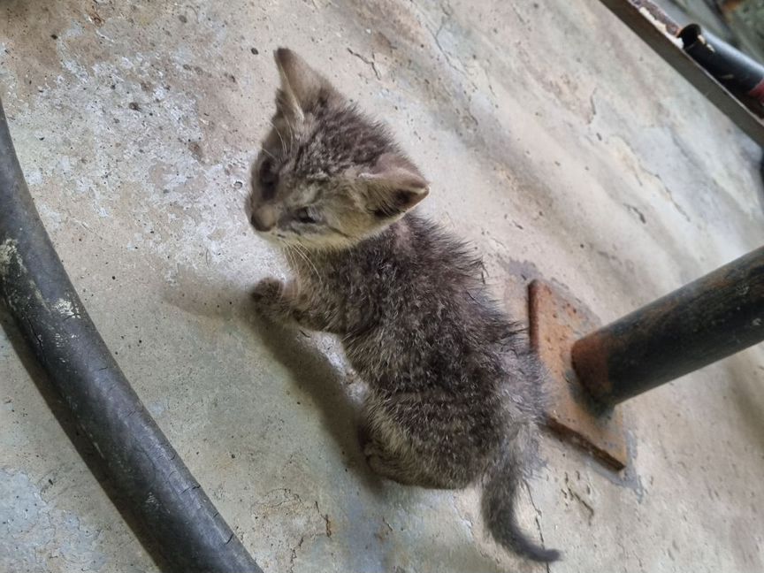 Котенок в добрые руки
