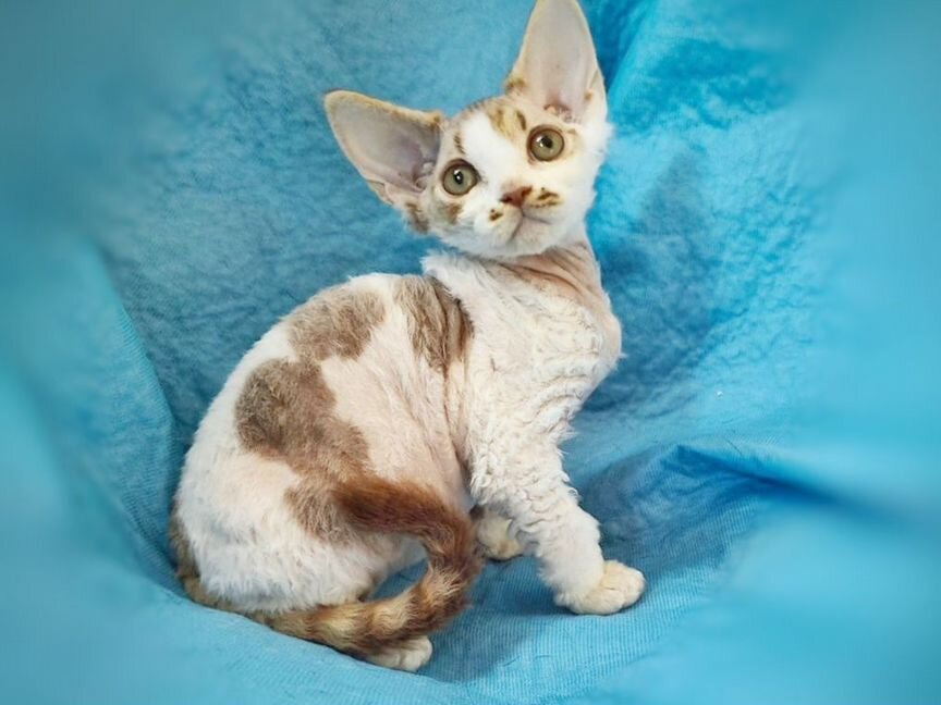 Котёнок девон рекс