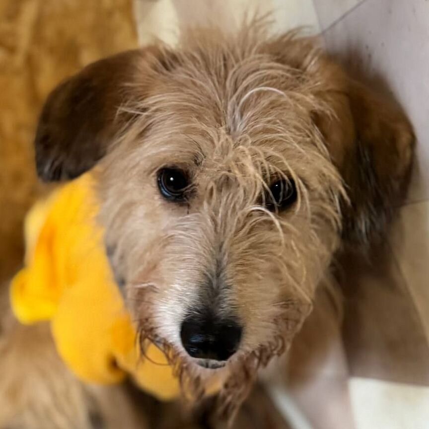 Взрослая собака в добрые руки