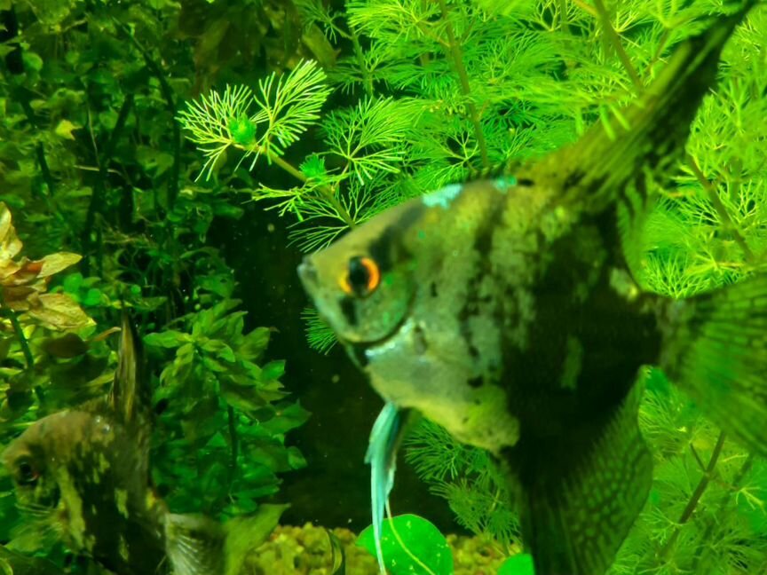 Аквариумные рыбки и растения