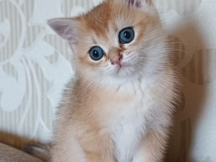 Котёнок порода Золотая шиншилла