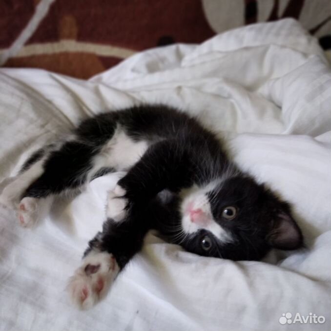 Кошечка хулиганка в добрые руки