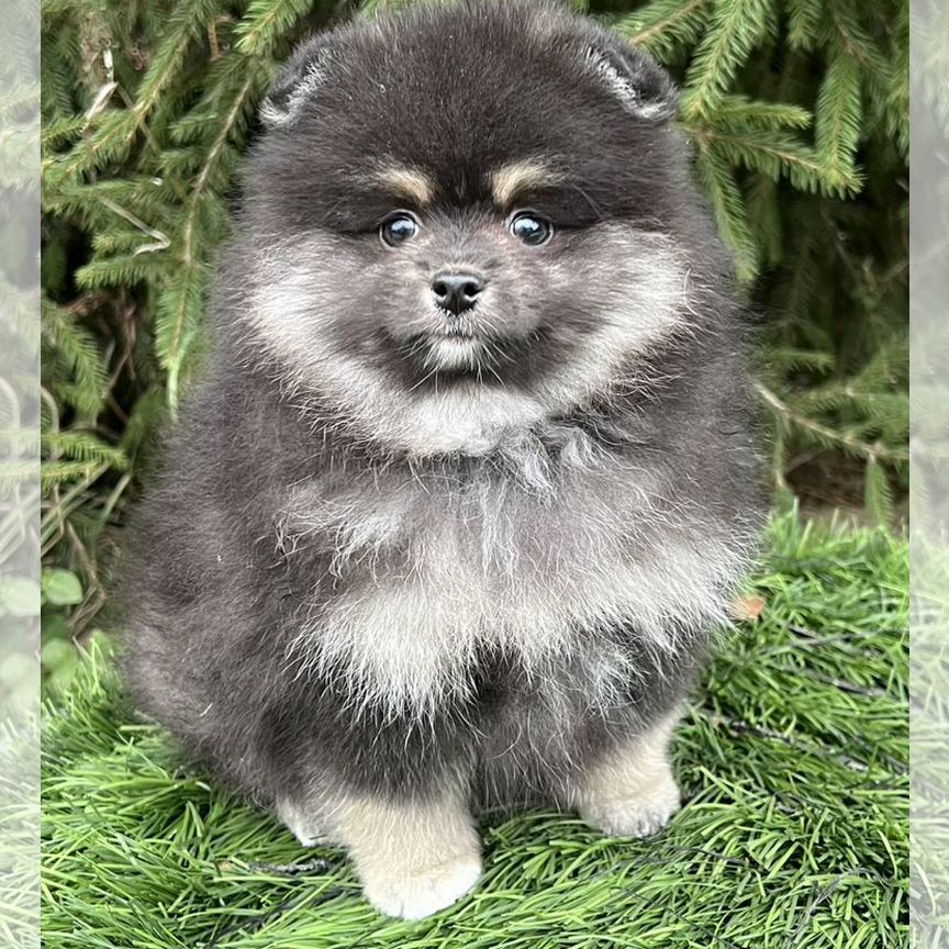 Немецкий шпиц, щенок