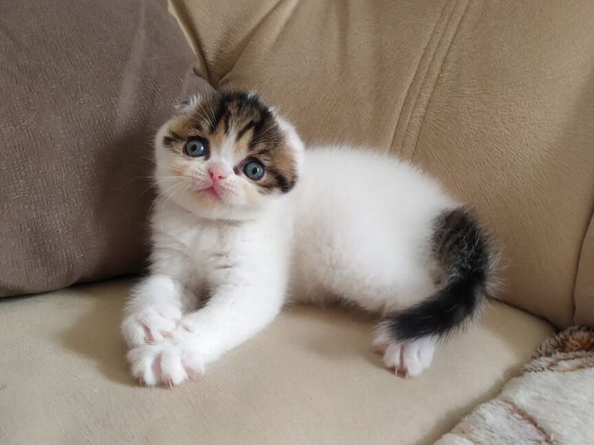 Котик скоттиш фолд