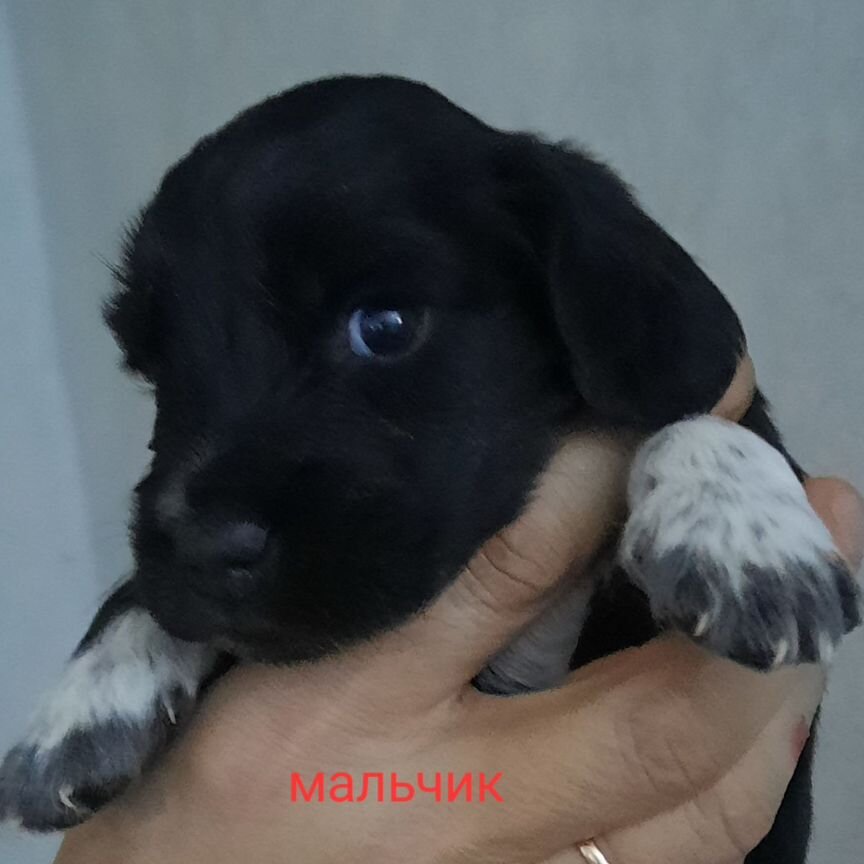 Собаки щенки спаниель