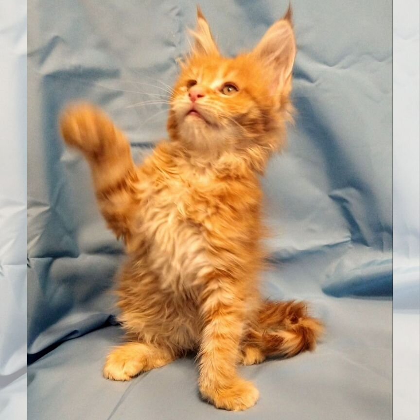 Мейн-кун котёнок