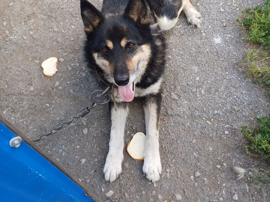 Собака в добрые руки отдам бесплатно