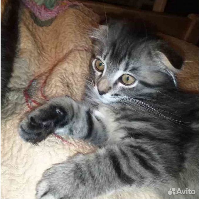 Котята метисы, 2 месяца