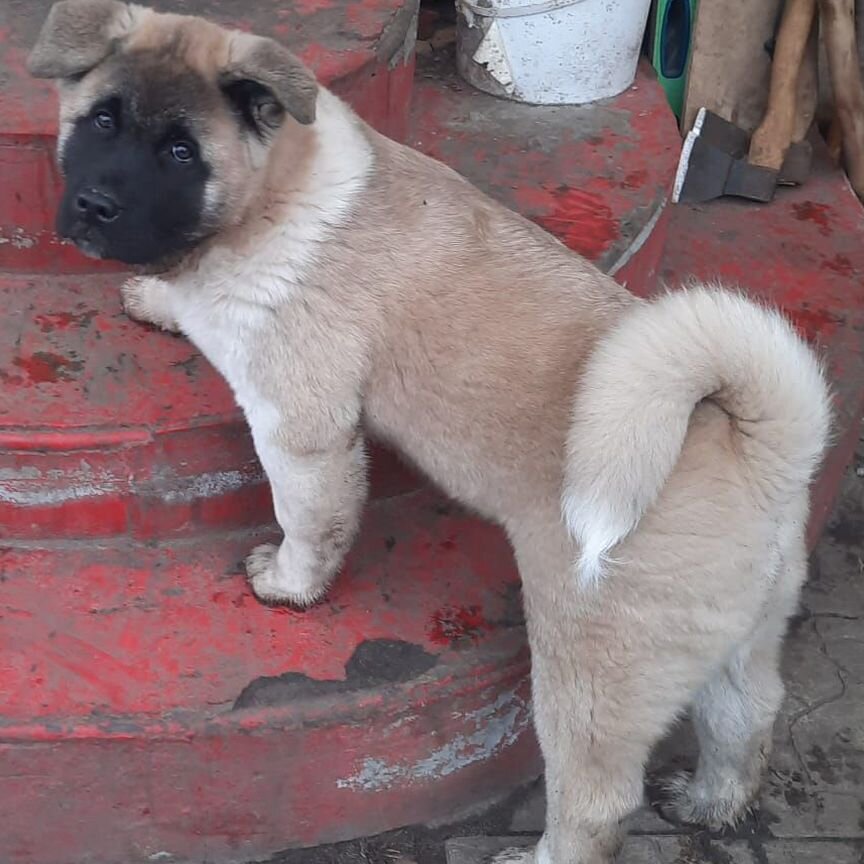 Щенки американской акиты, кабели