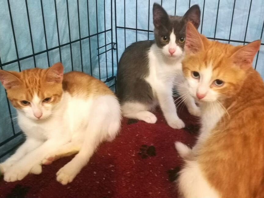 Малыши жили под машиной