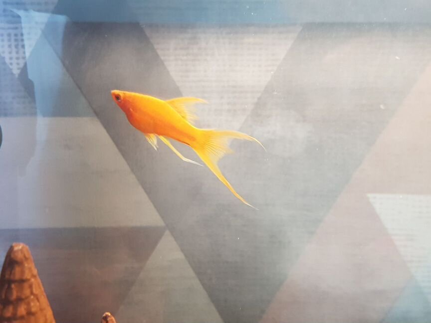 Аквариумные рыбки