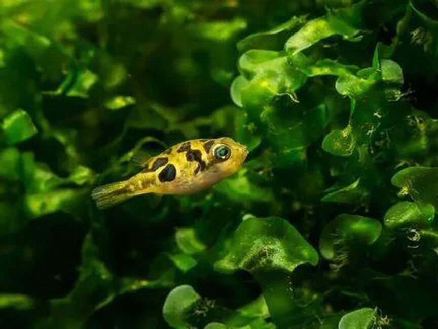 Карликовый тетрадон