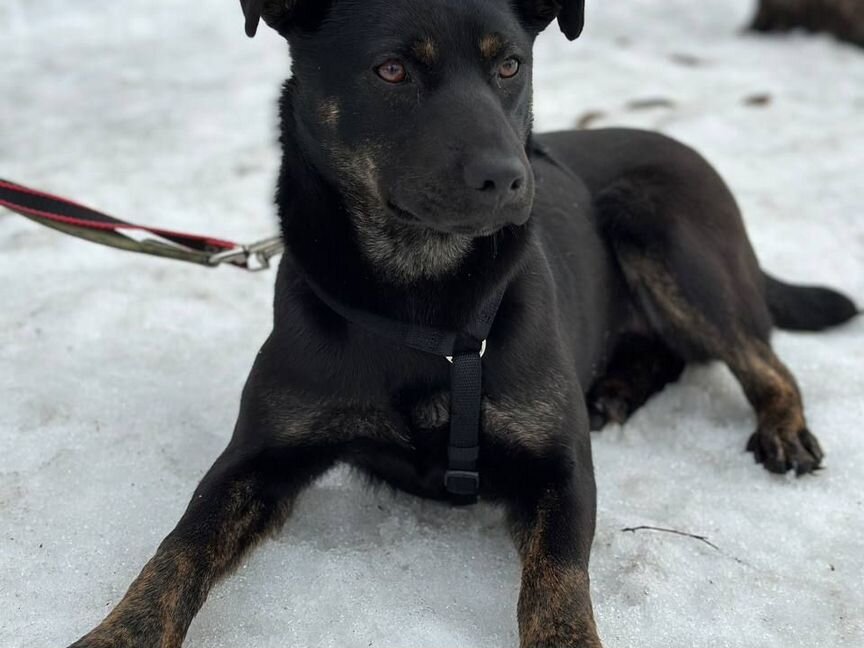 Игривая девочка Черничка