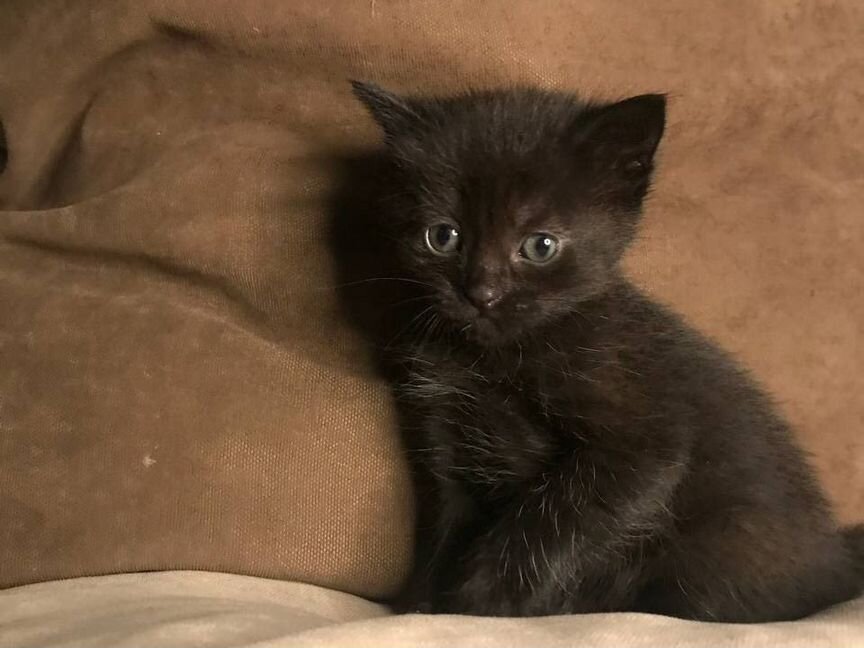 Кошечка-девочка