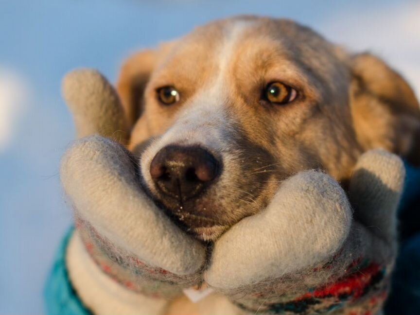 Собака в добрые руки отдам бесплатно в дар