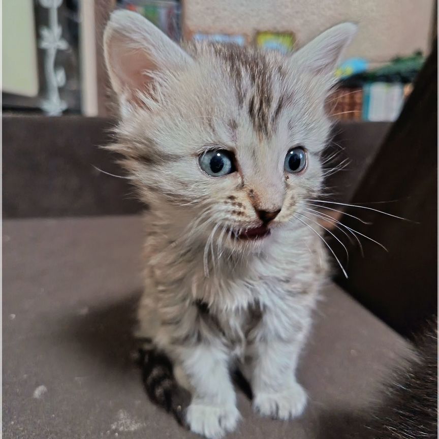 Котёнок в добрые руки