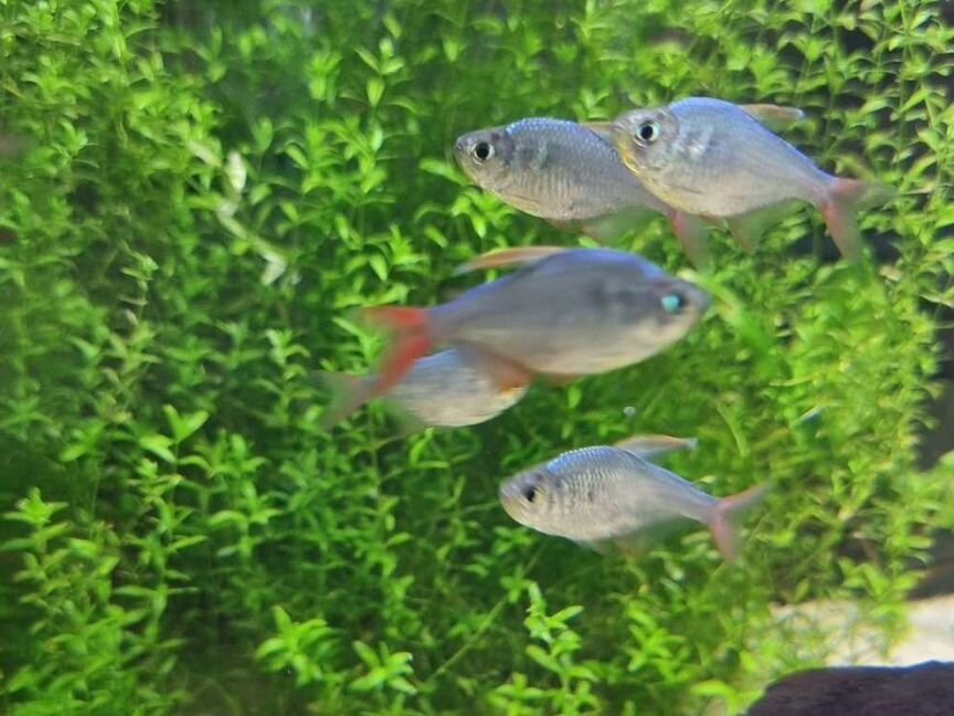 Тетра сапфировая рыбка