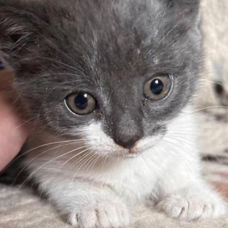 Отдам котят