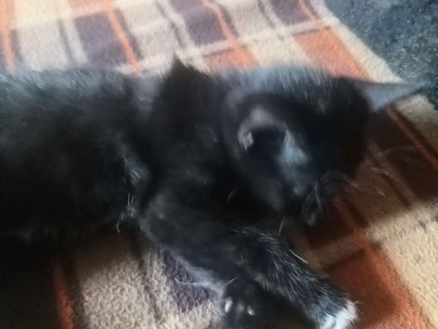 Отдаю котят