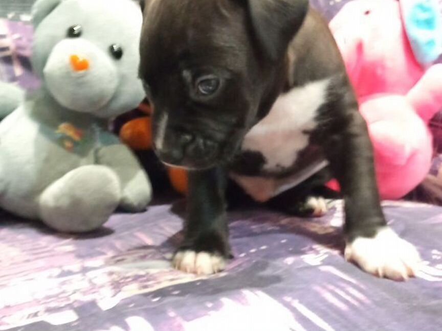 Стаффордширский терьер