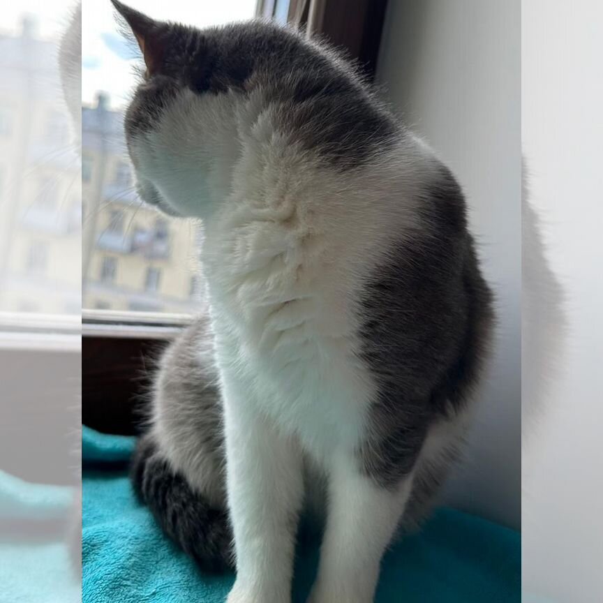 Кошка в добрые руки