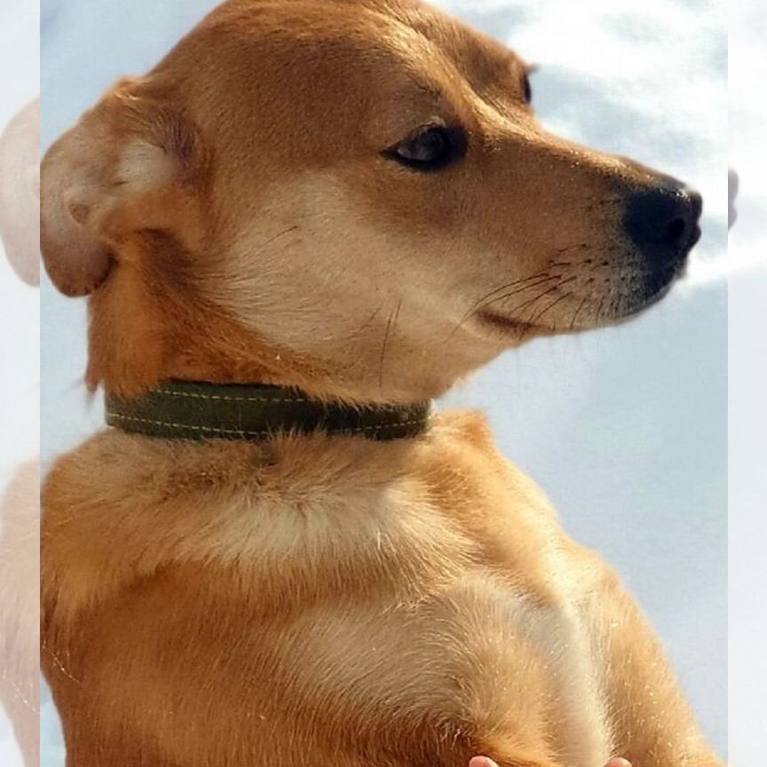 Австралийский хилер, взрослая собака