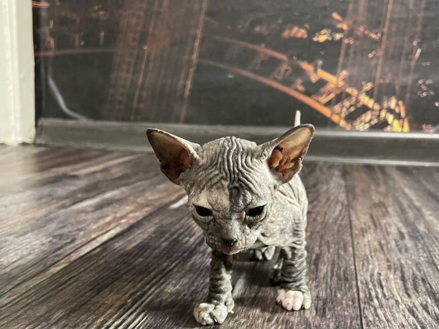 Донской сфинкс котята