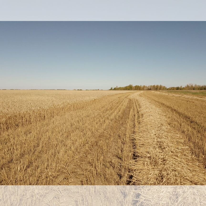 Пшеница ячмень