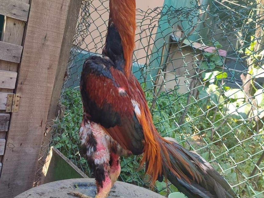 Куры петухи бойцов