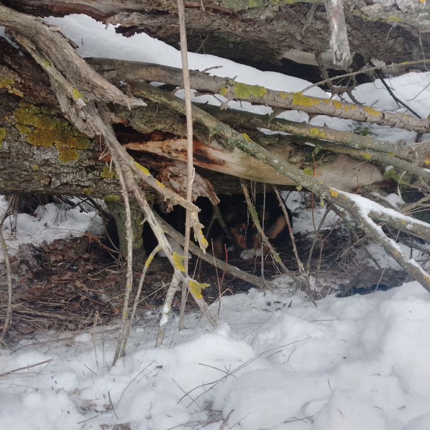 Щенки в добрые руки, кто - то выбросил щенков