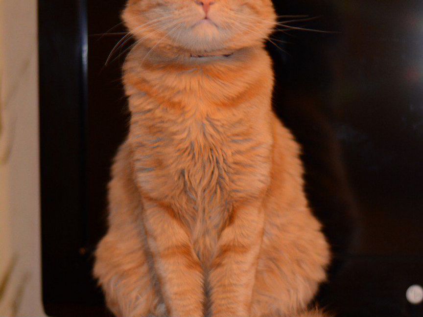 Рыжий кот