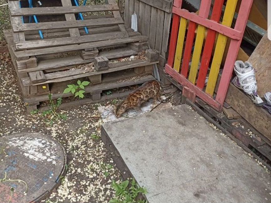 Кошка в дар