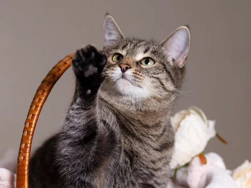 Кошка