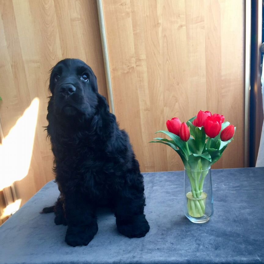 Щенок английского кокерспаниеля