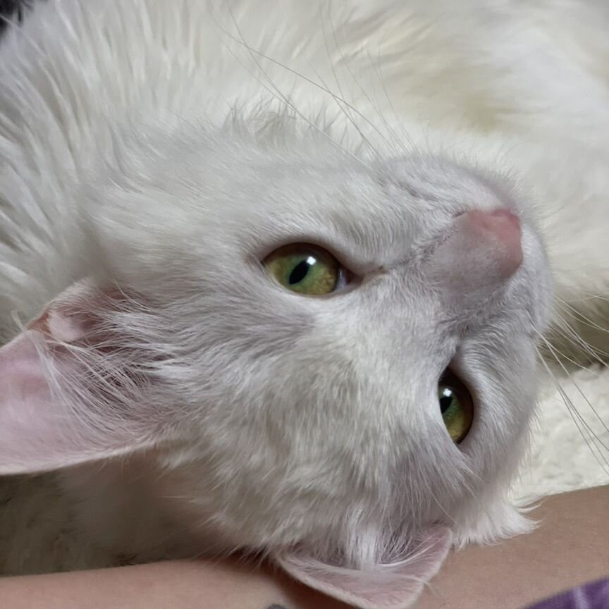 Кошка