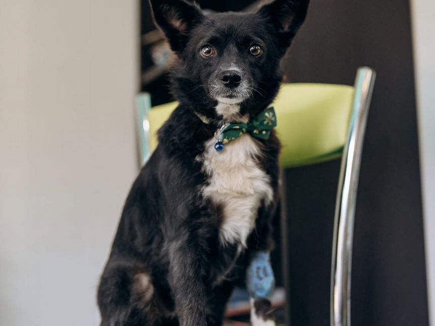 Собака в добрые руки отдам бесплатно