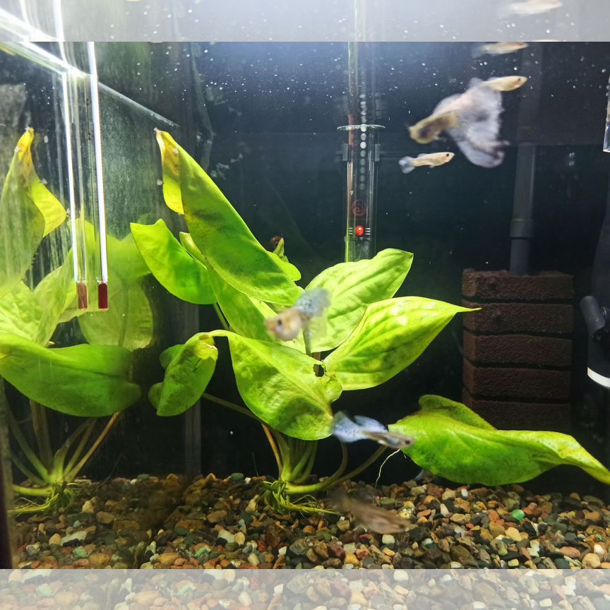 Гуппи чистая линия,голубая трава