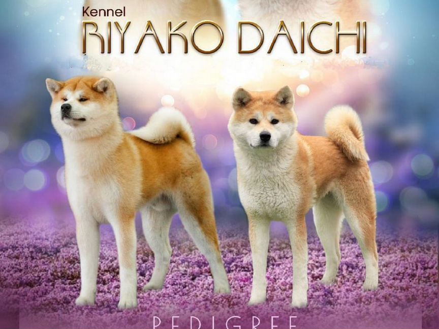 Акита ину щенки